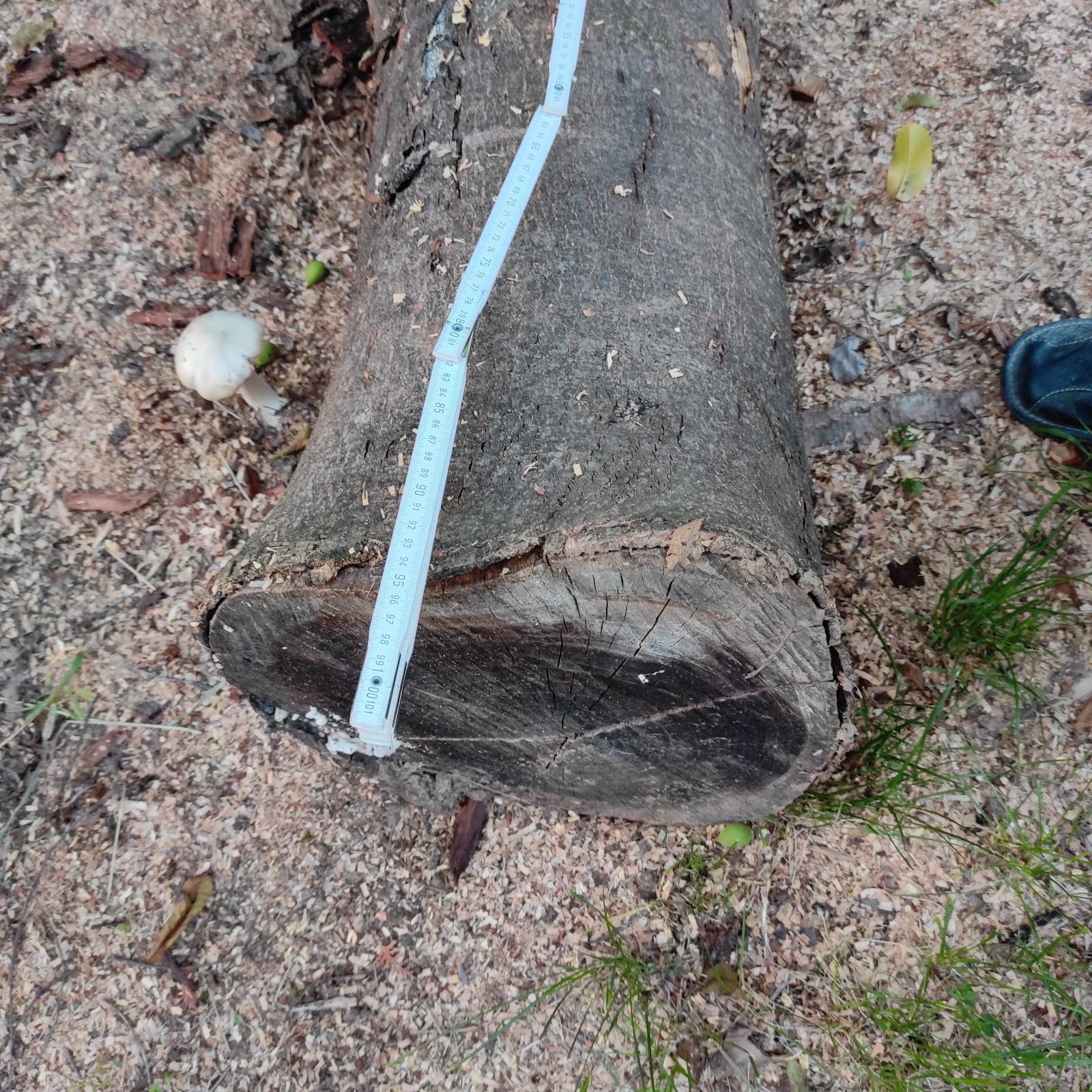 Trupac Kineska Mimoza/albicija/svileni bagrem