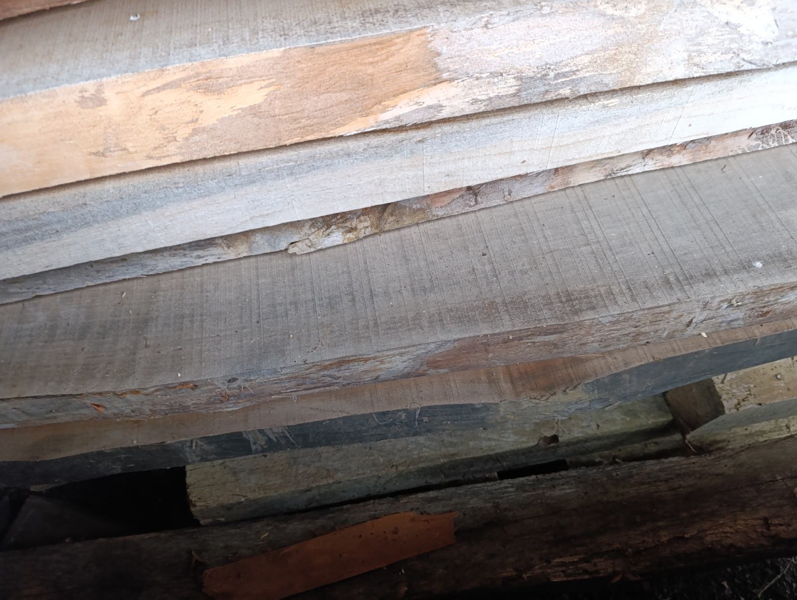 FOSNA DIVLJE TREŠNJE 5cm