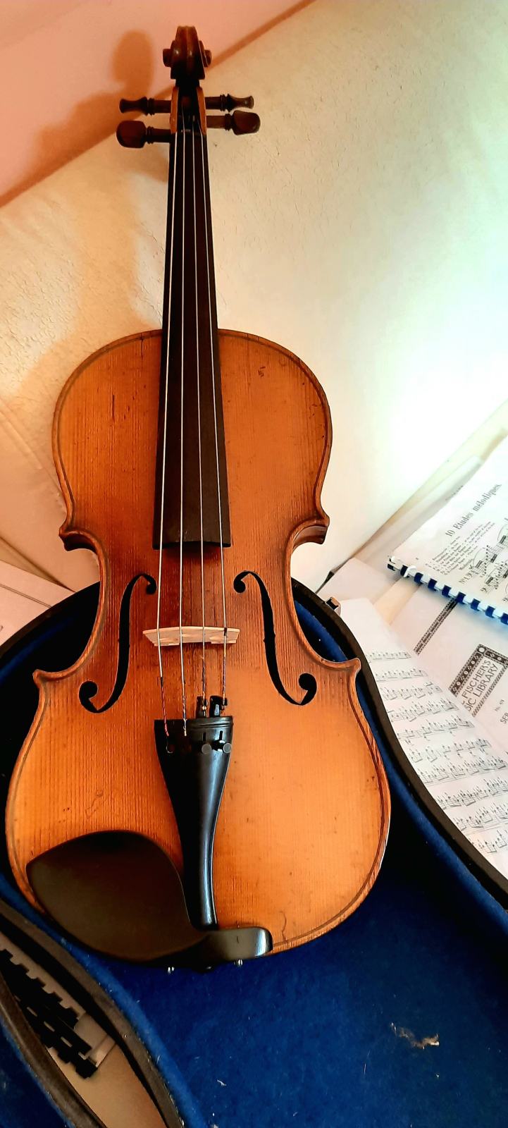 Viola