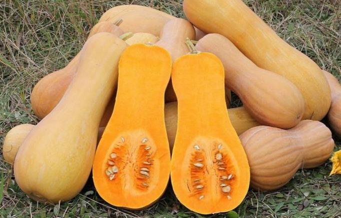 Butternut tikva