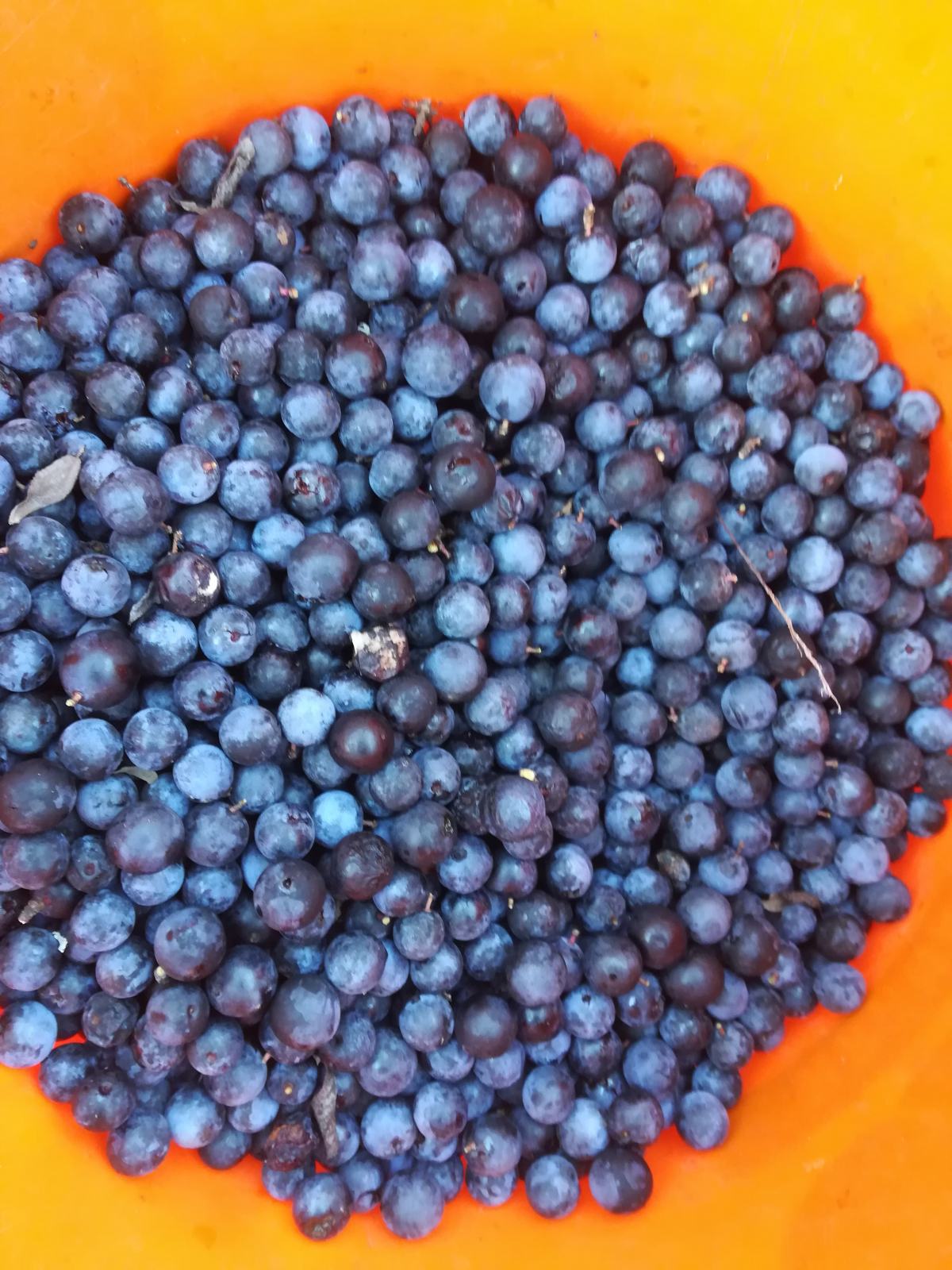 Trnjina (trnula), glog