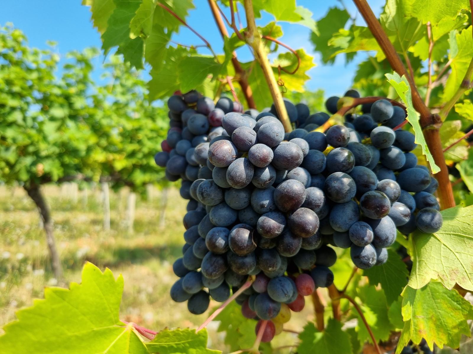 PRODAJEM GROŽĐE Merlot, Cabernet Sauvignon