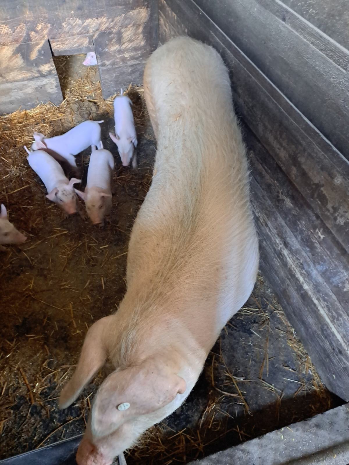 Krmača i odojci (10 kom)