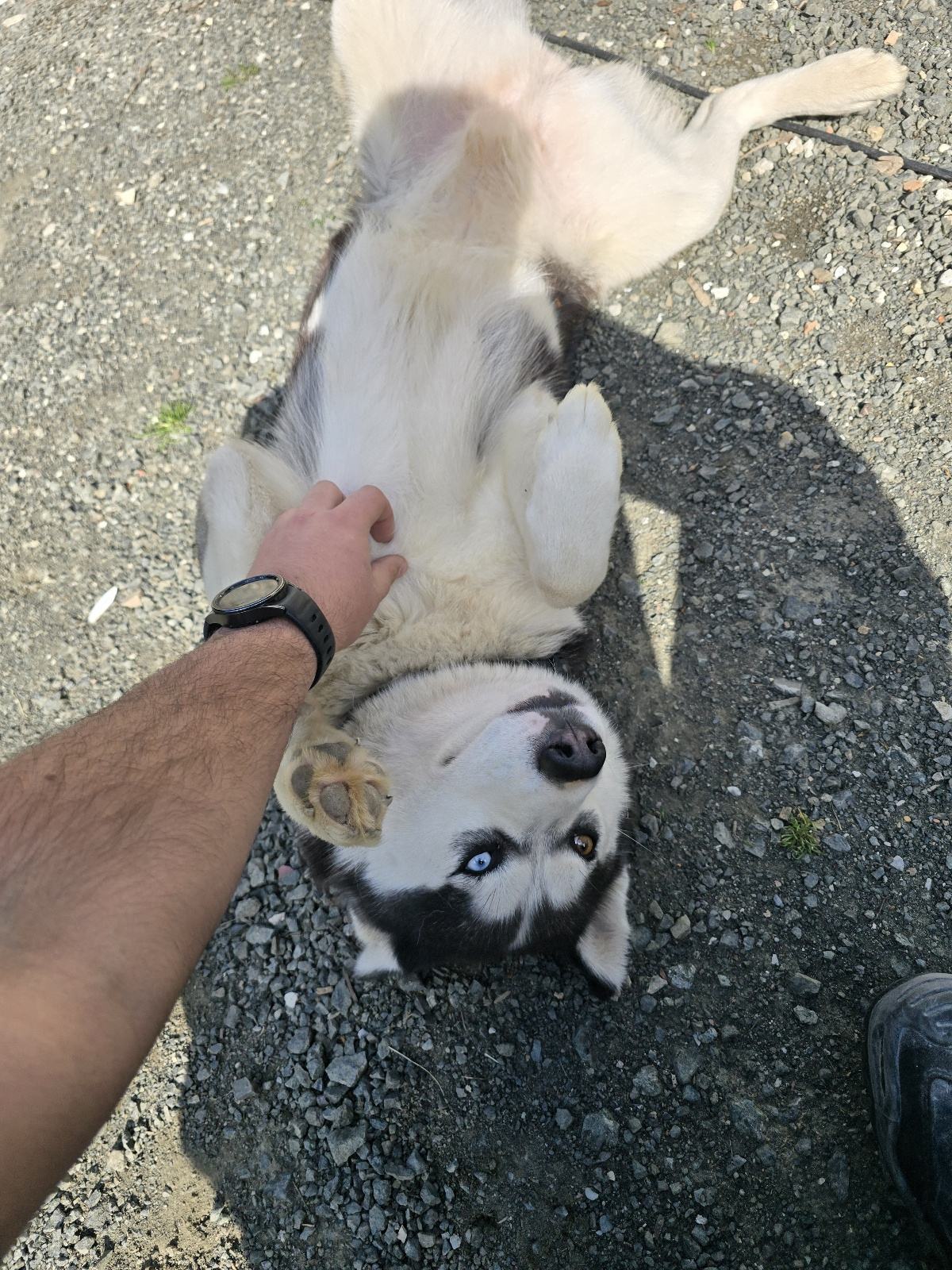 Poklanjam zenku husky