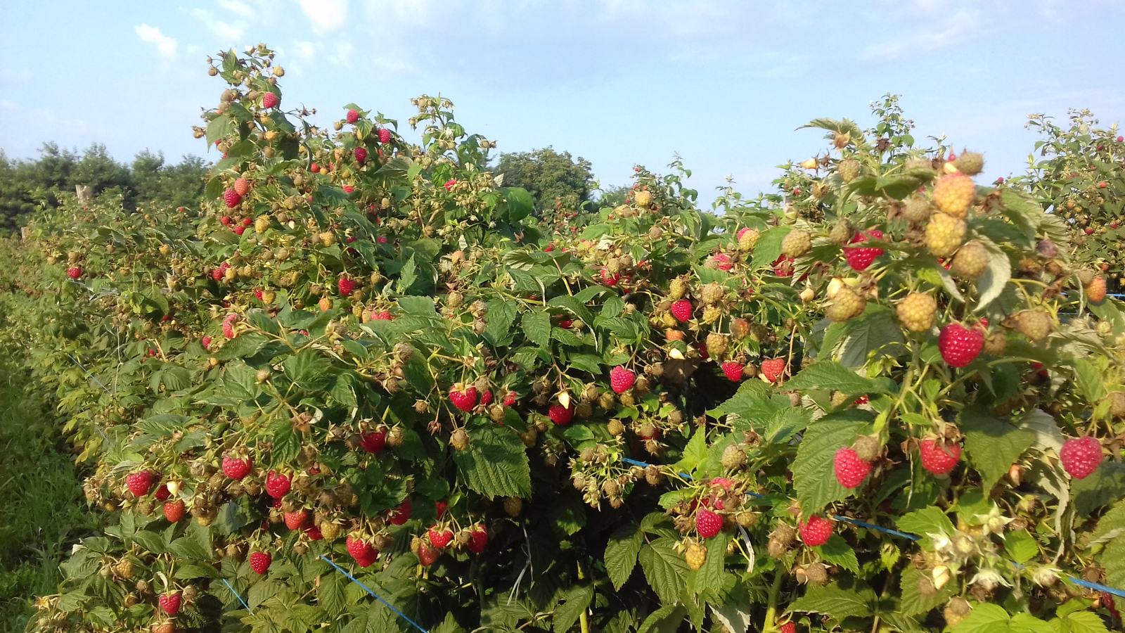 Sadnice maline Tulameen i Himbo Top