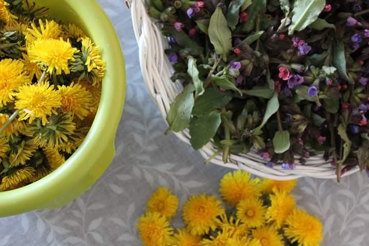 Sirup od maslacka i plucnjaka