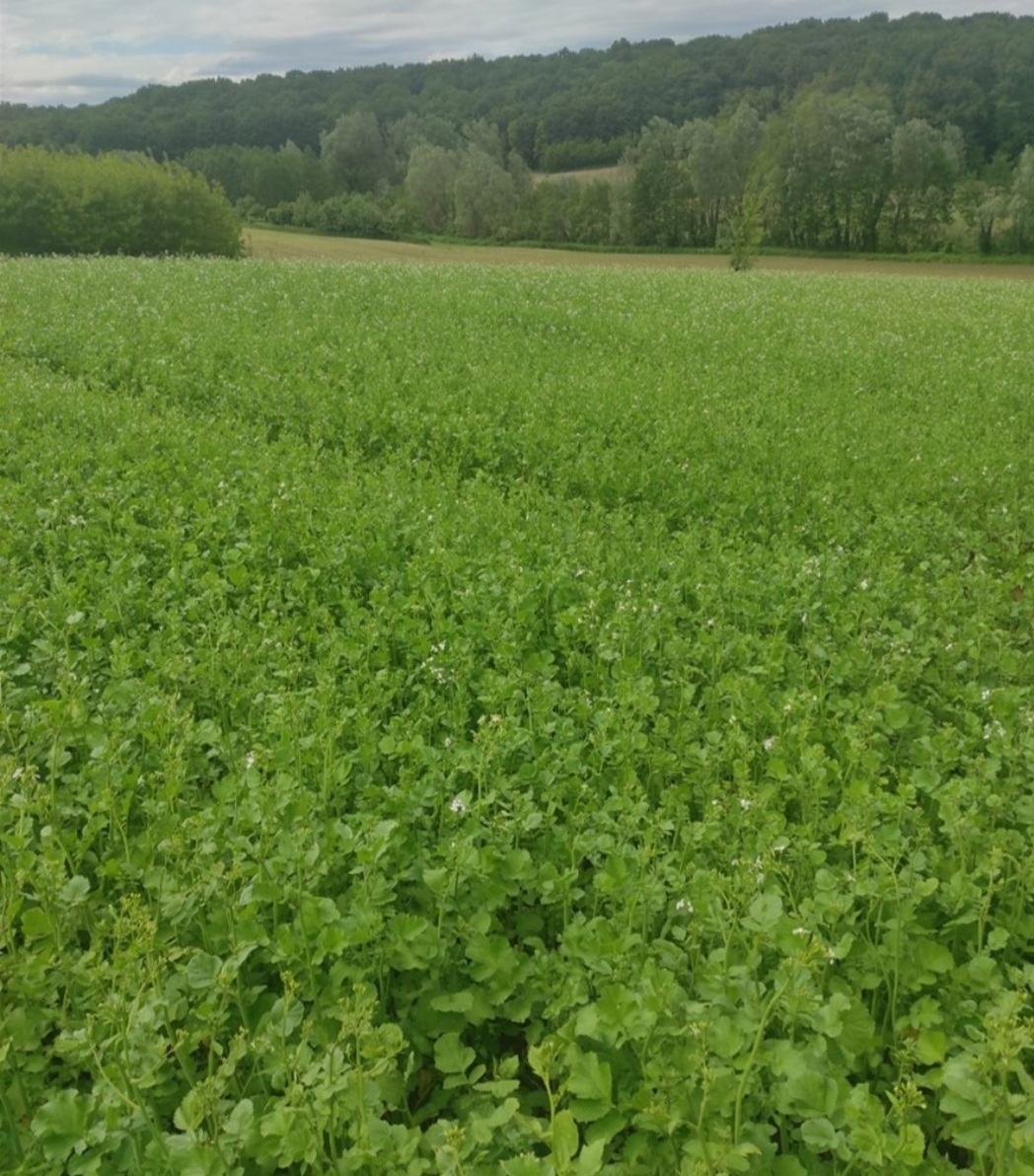 Rauola, uljana rotkva, raola, gorušica