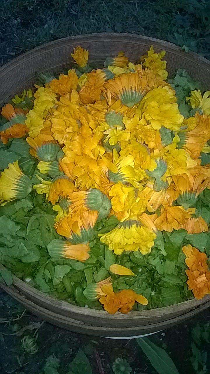 Suhi cvijet Nevena (Calendula officinalis)