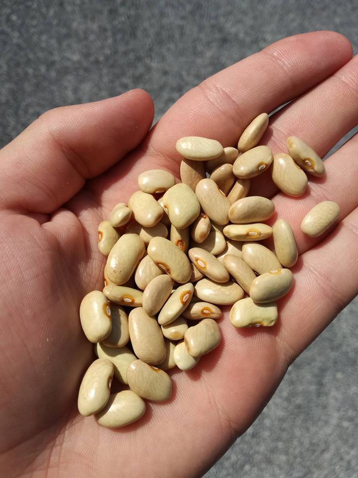 Visoki grah kukuruzar, prebrano