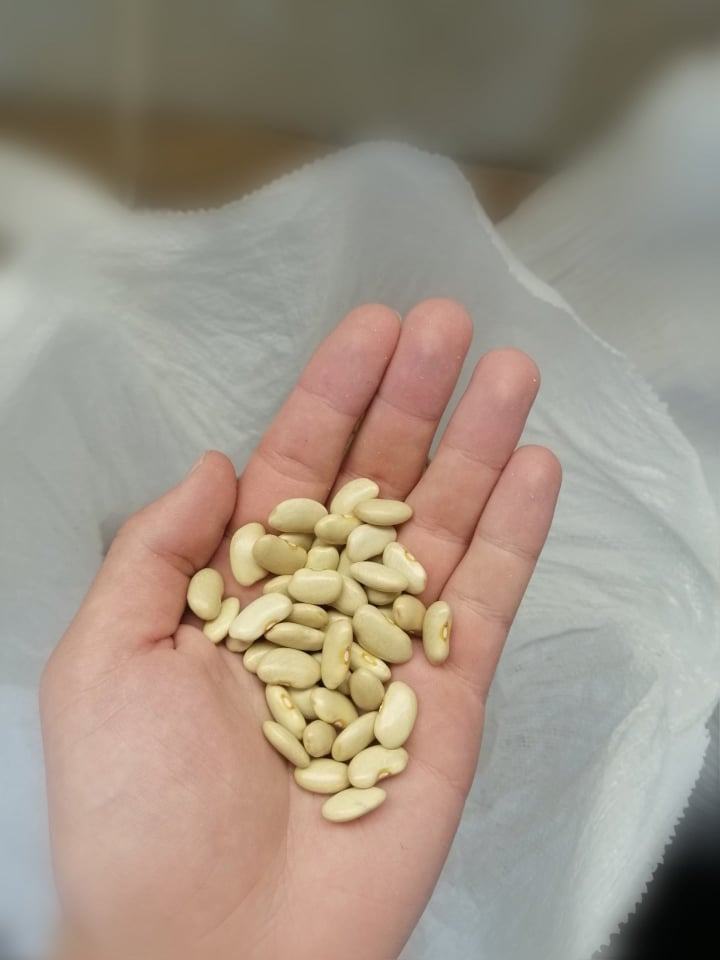 Visoki grah kukurzar, domaći