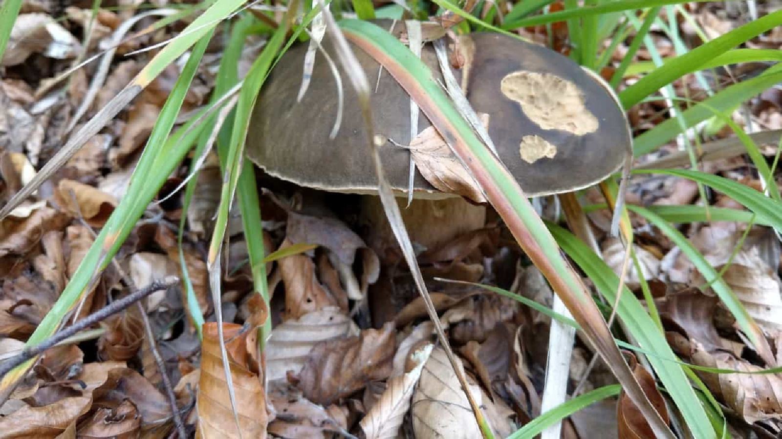 Gljive, Vrganji svježi