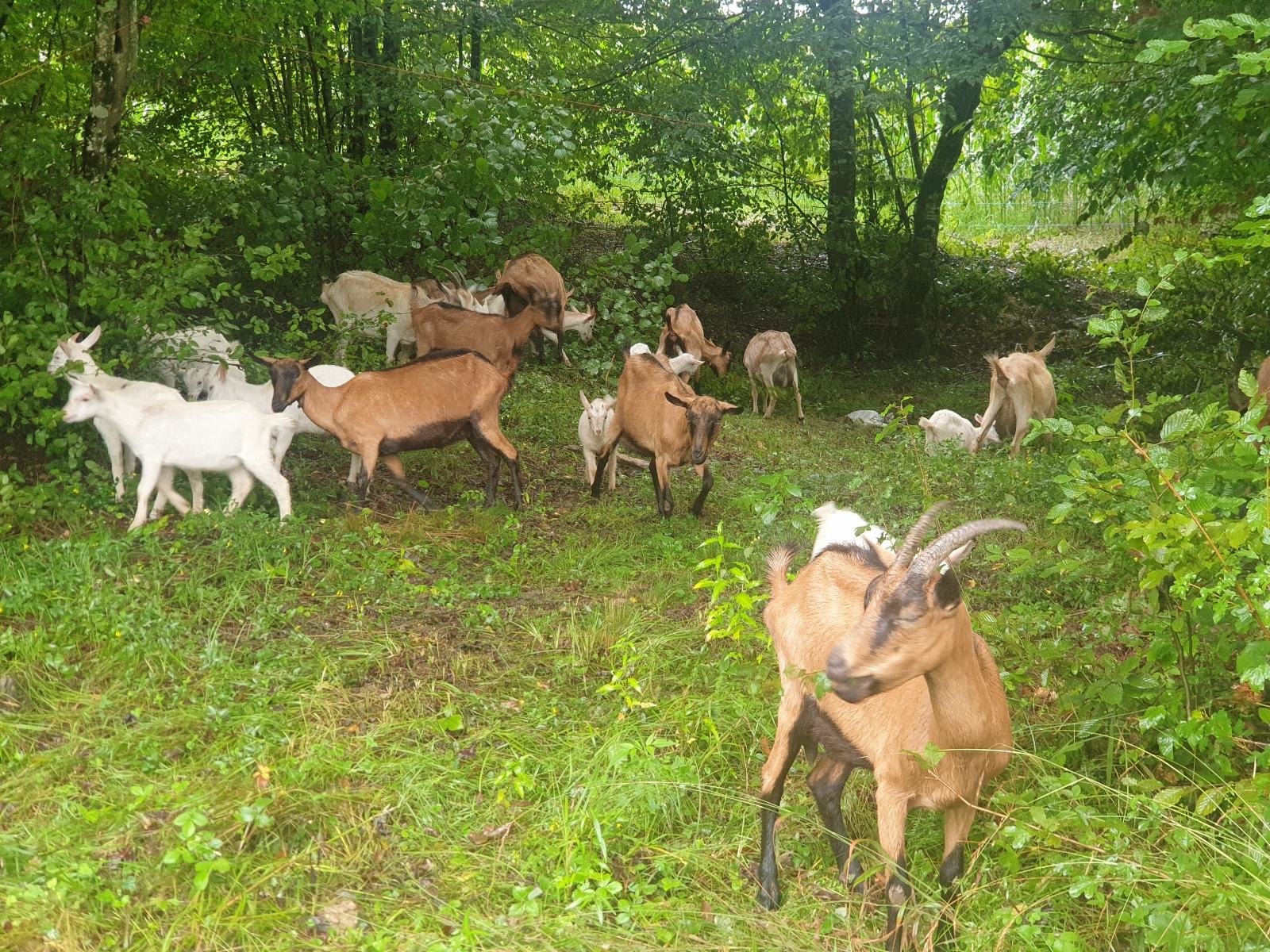 Okus domaće tradicije – prava mlada jaretina s Vukomeričkih gorica!