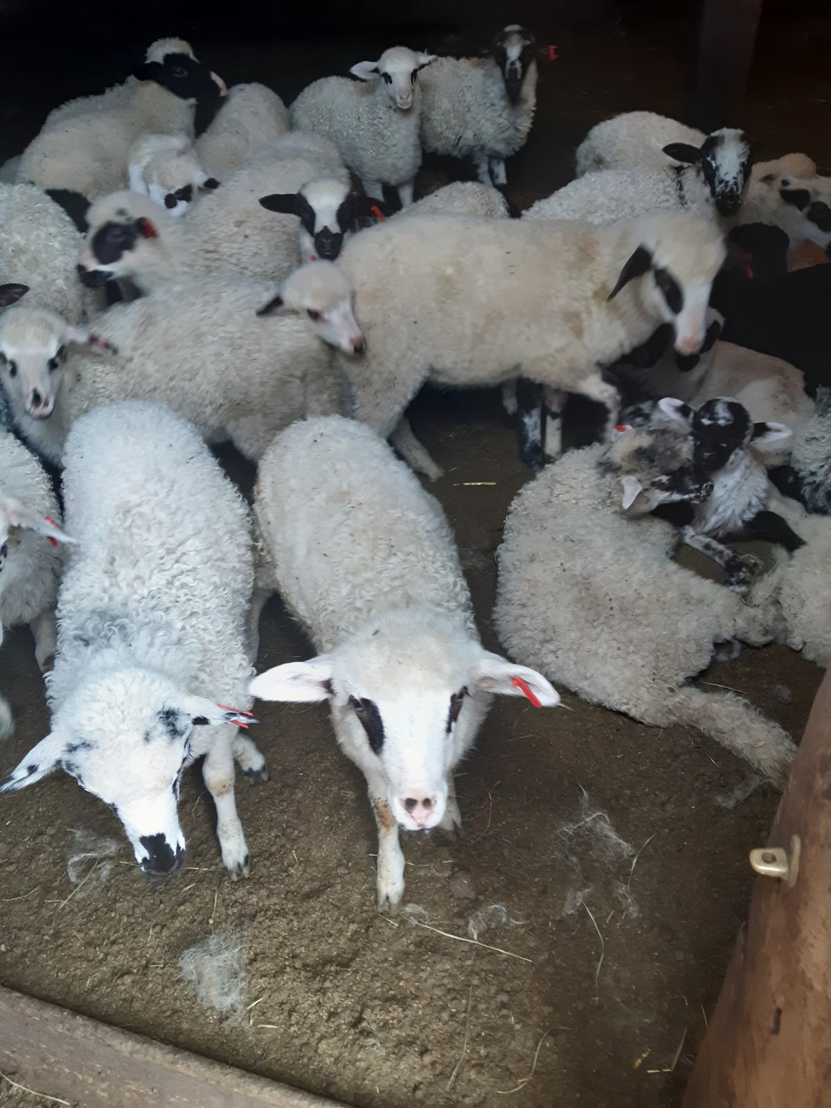 Janjetina domaća - uzgoj OPG Unešić Planjane