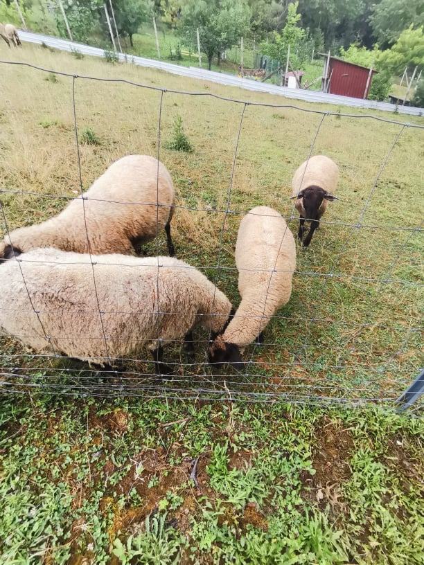 Prodaje se stado Suffolk ovaca