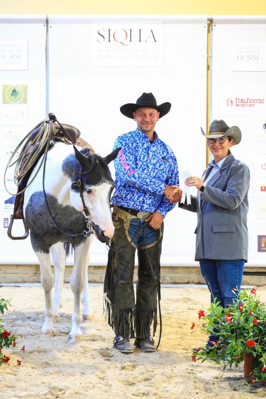 American Paint horse ždrebe