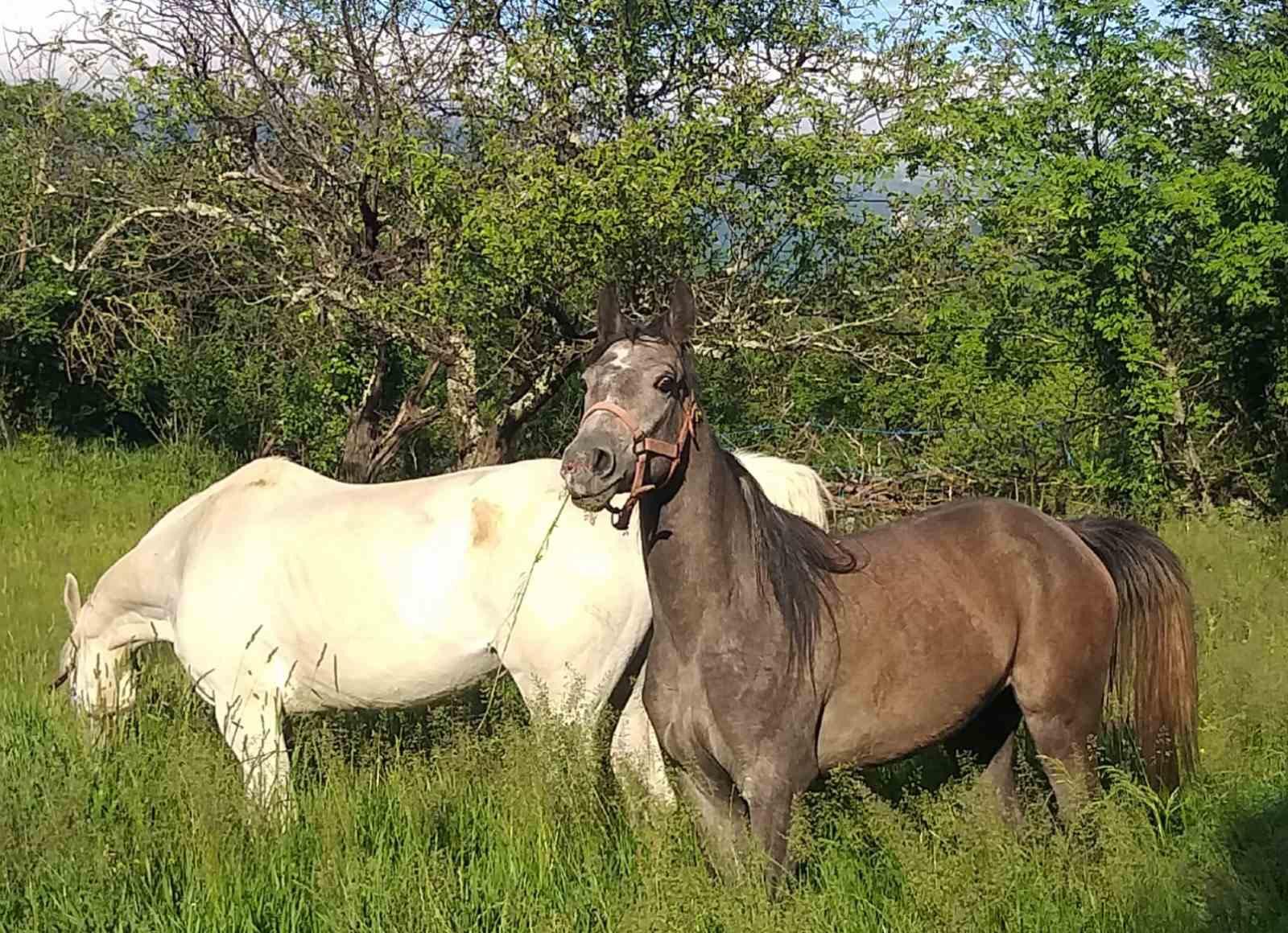 Arapska kobila i ždrebica - Boliwijka i Naar
