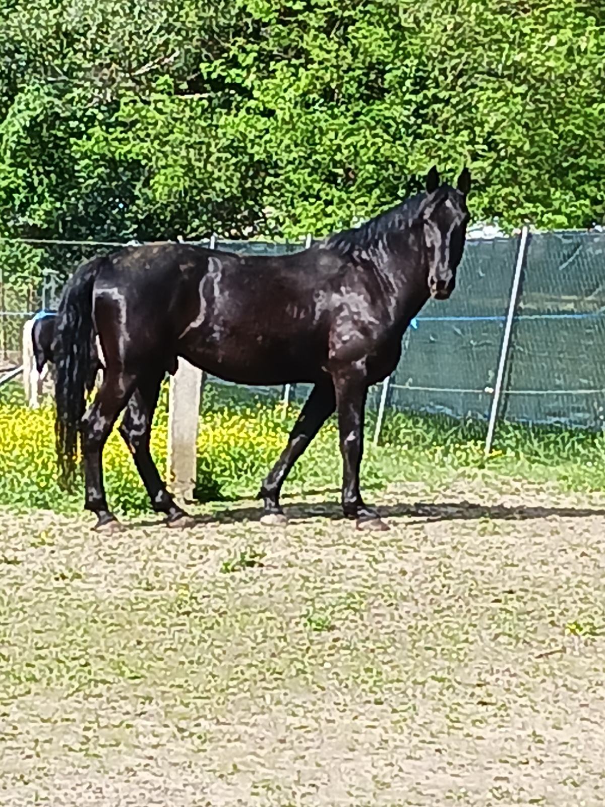 ČISTOKRVNI NONIUS KASTRAT