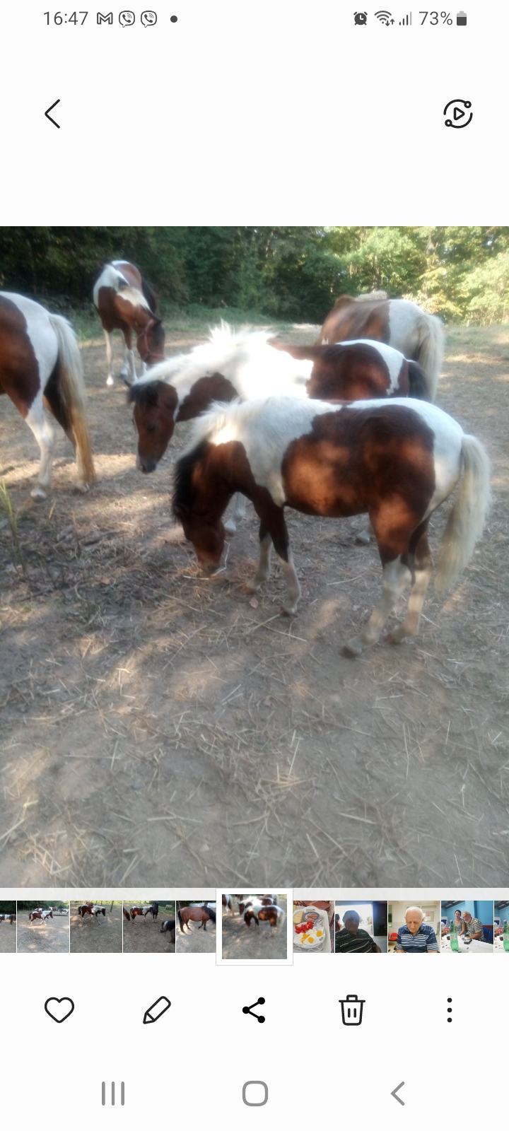 Dvije poni kobile s dva ždrebeta