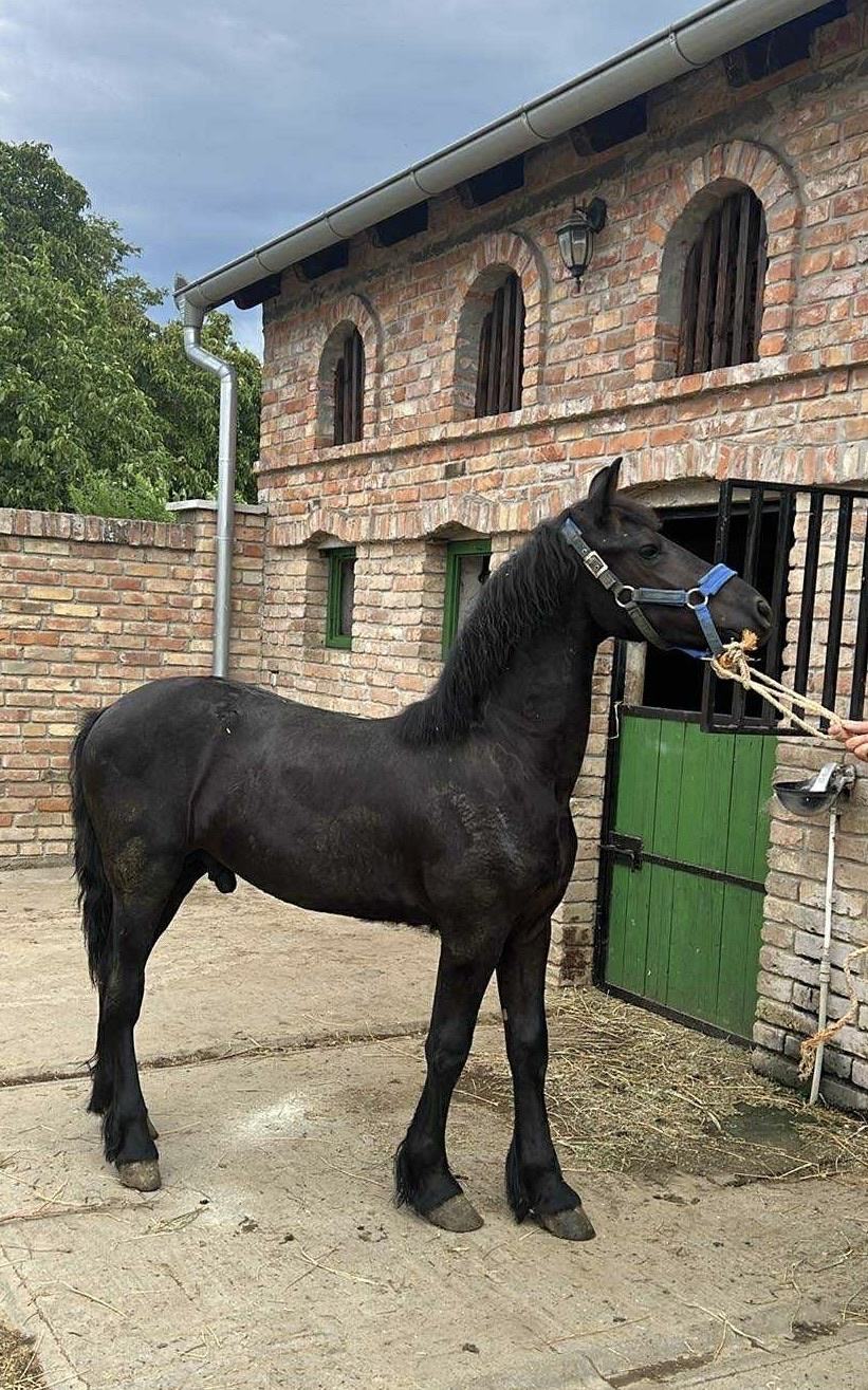 Frizijac (musko zdrijebe)