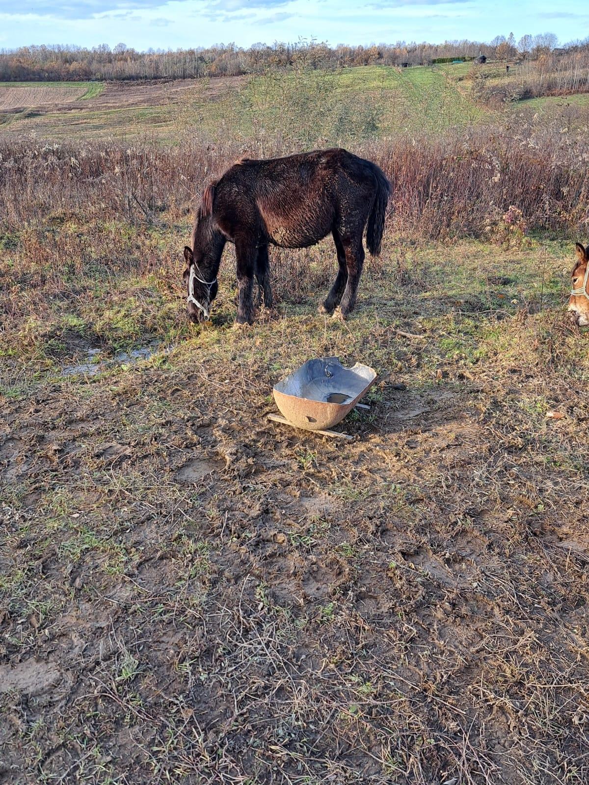 Hrvatski posavac musko zdrijebe