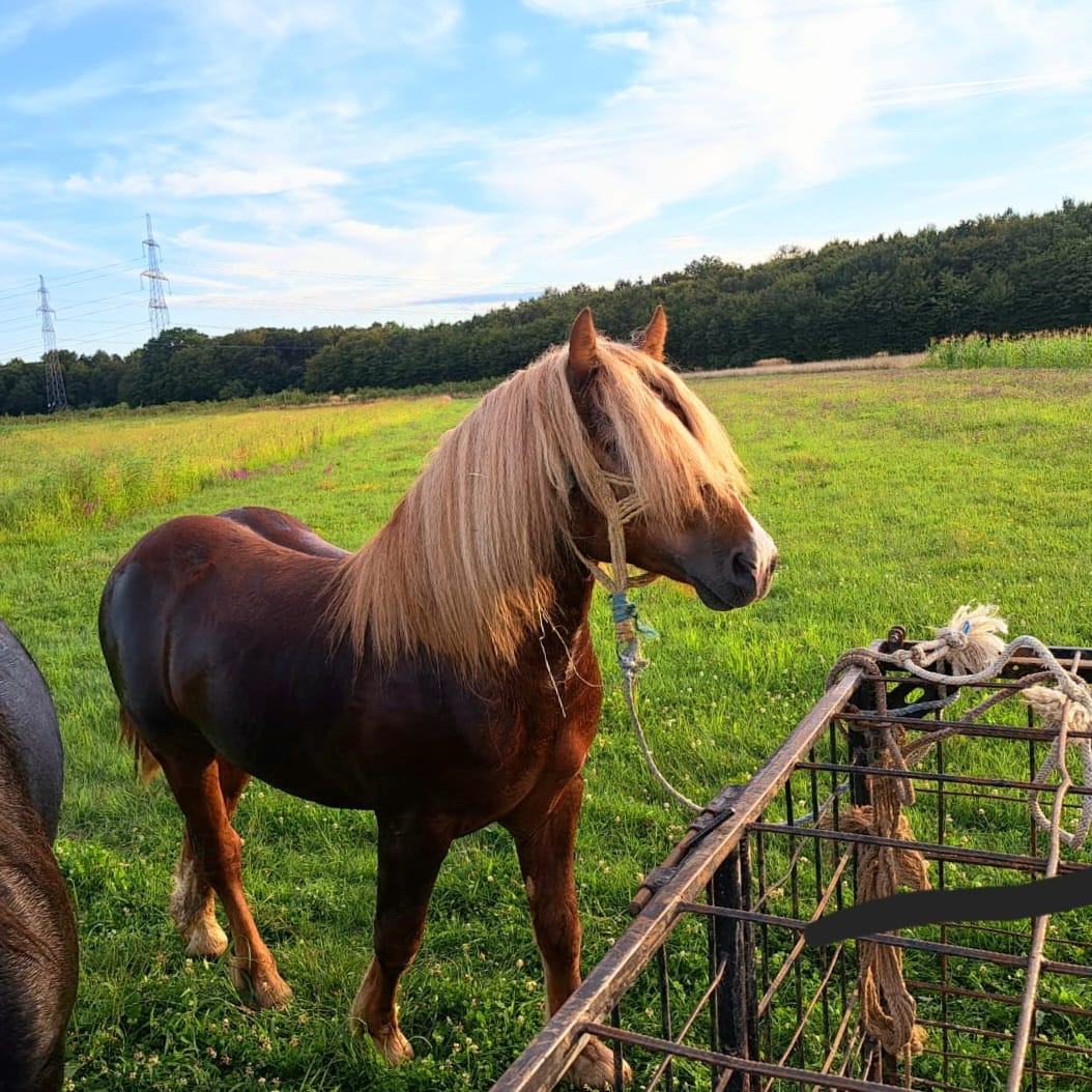 Hrvatski Posavac, Zagreb, Horvati
