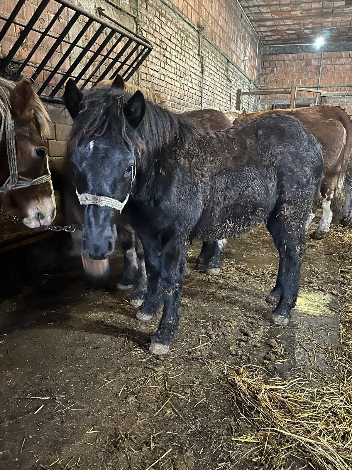 Hrvatski posavac ždrebe