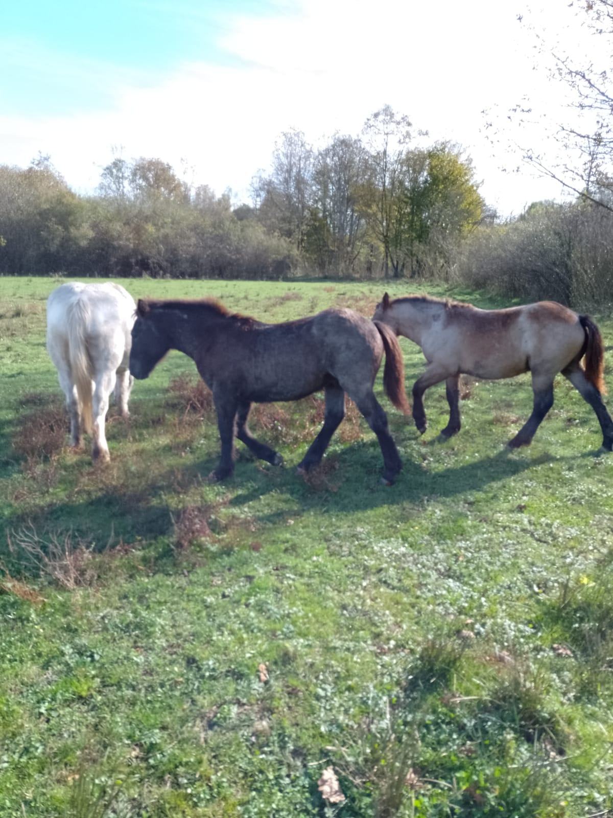 Hrvatski posavac ždrijebad