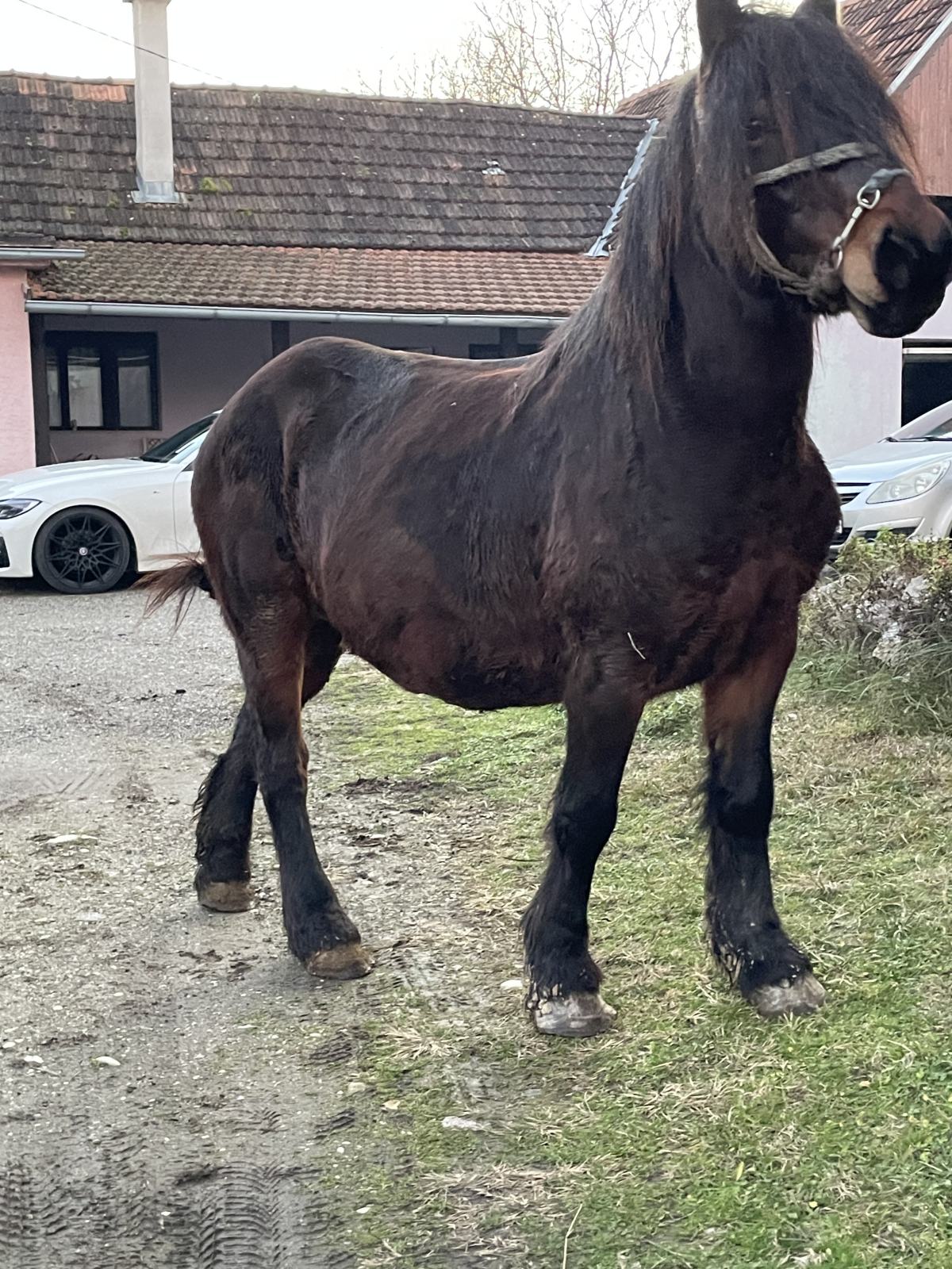 KOBILA HRVATSKI POSAVAC