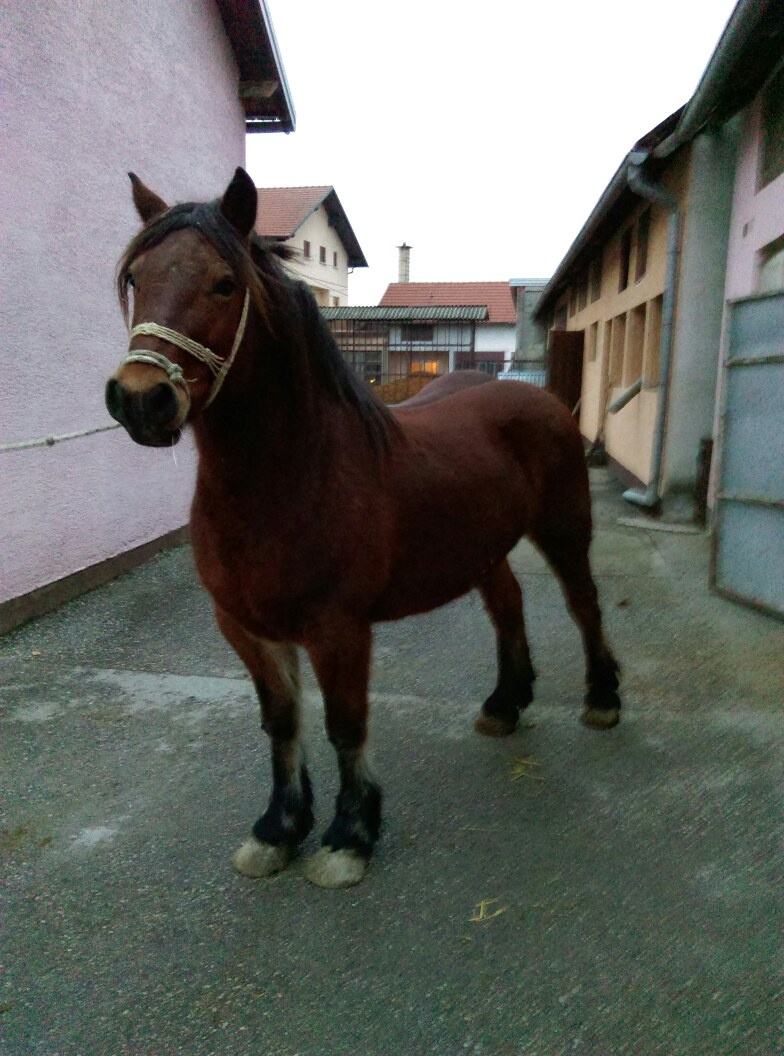 Kobila hrvatski posavac