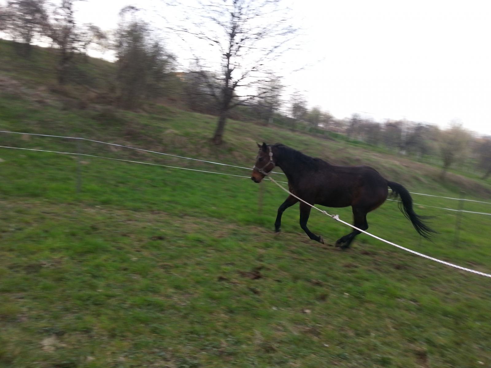 Konj Engleski galoper PASTUH