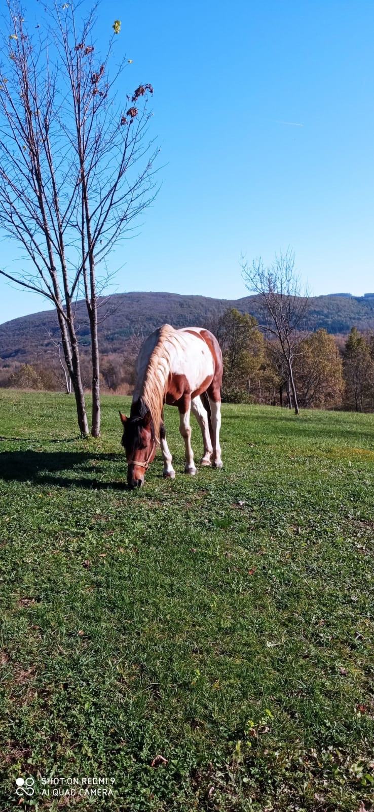 Konj Paint Horse kastrat