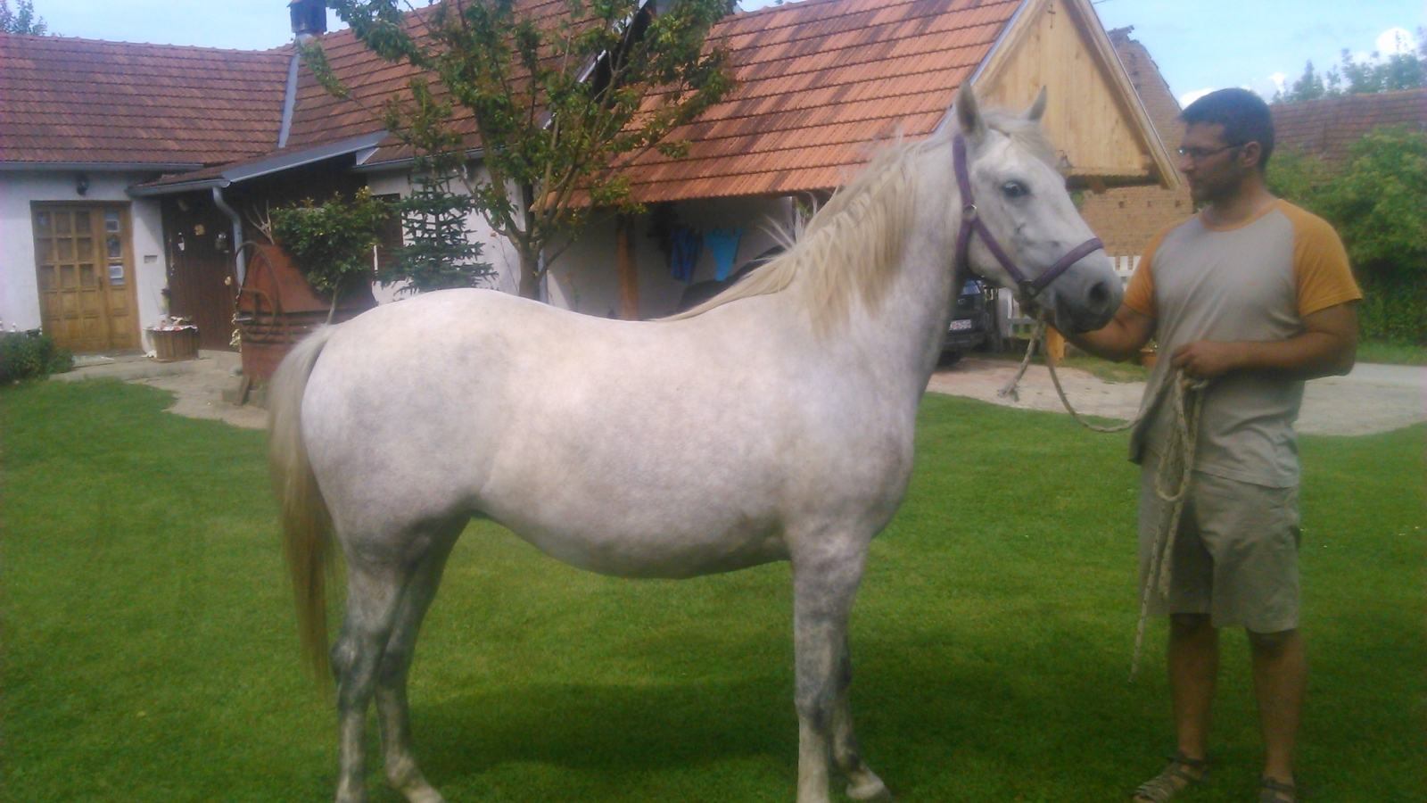 lipicanac lipicanske omice 4500 kn