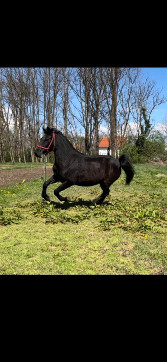 Konj Lipicanac - omica