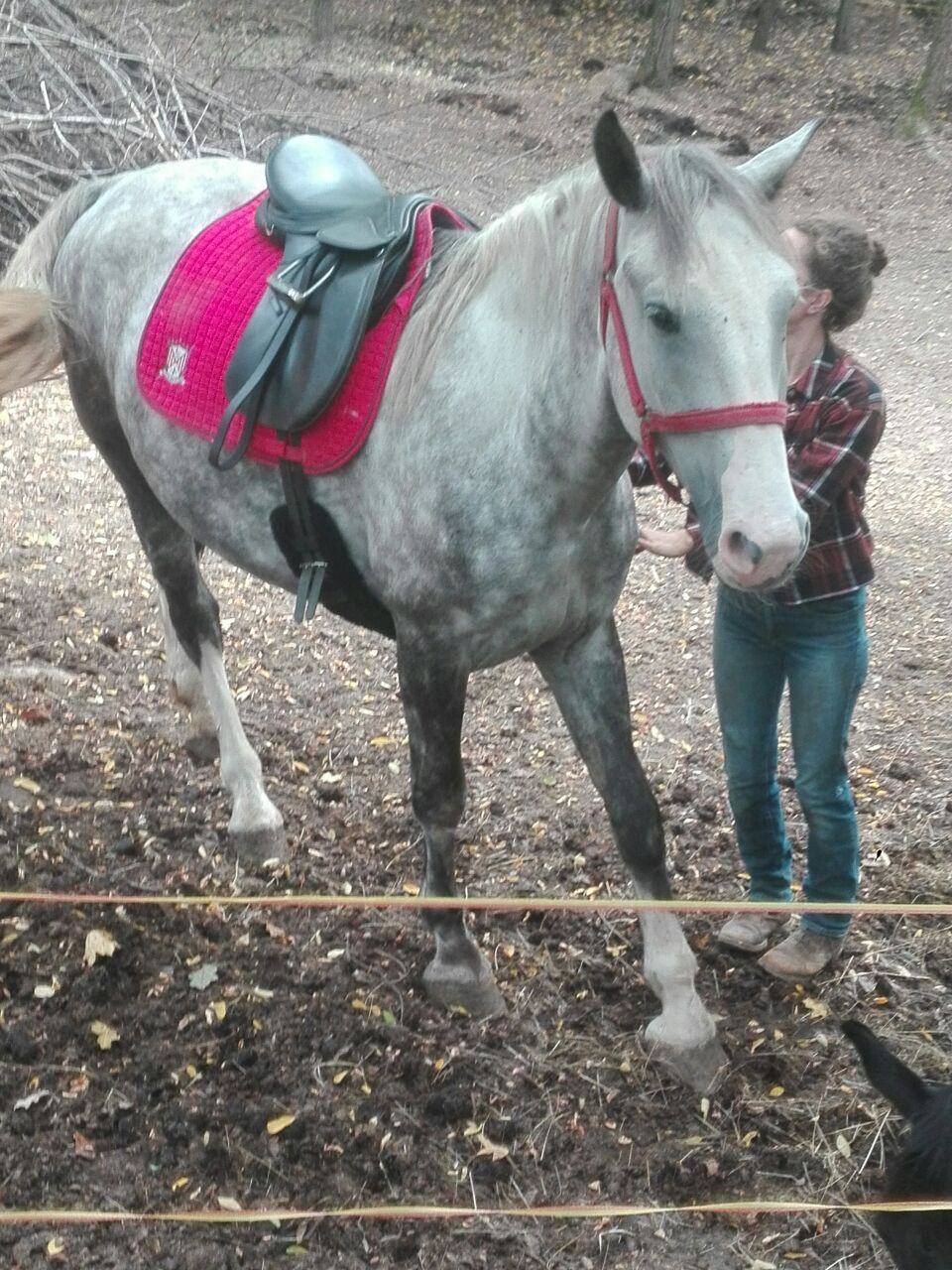 Lipizzan/draft mix 5 years / Lipicanac/točena 5 godina 170 cm