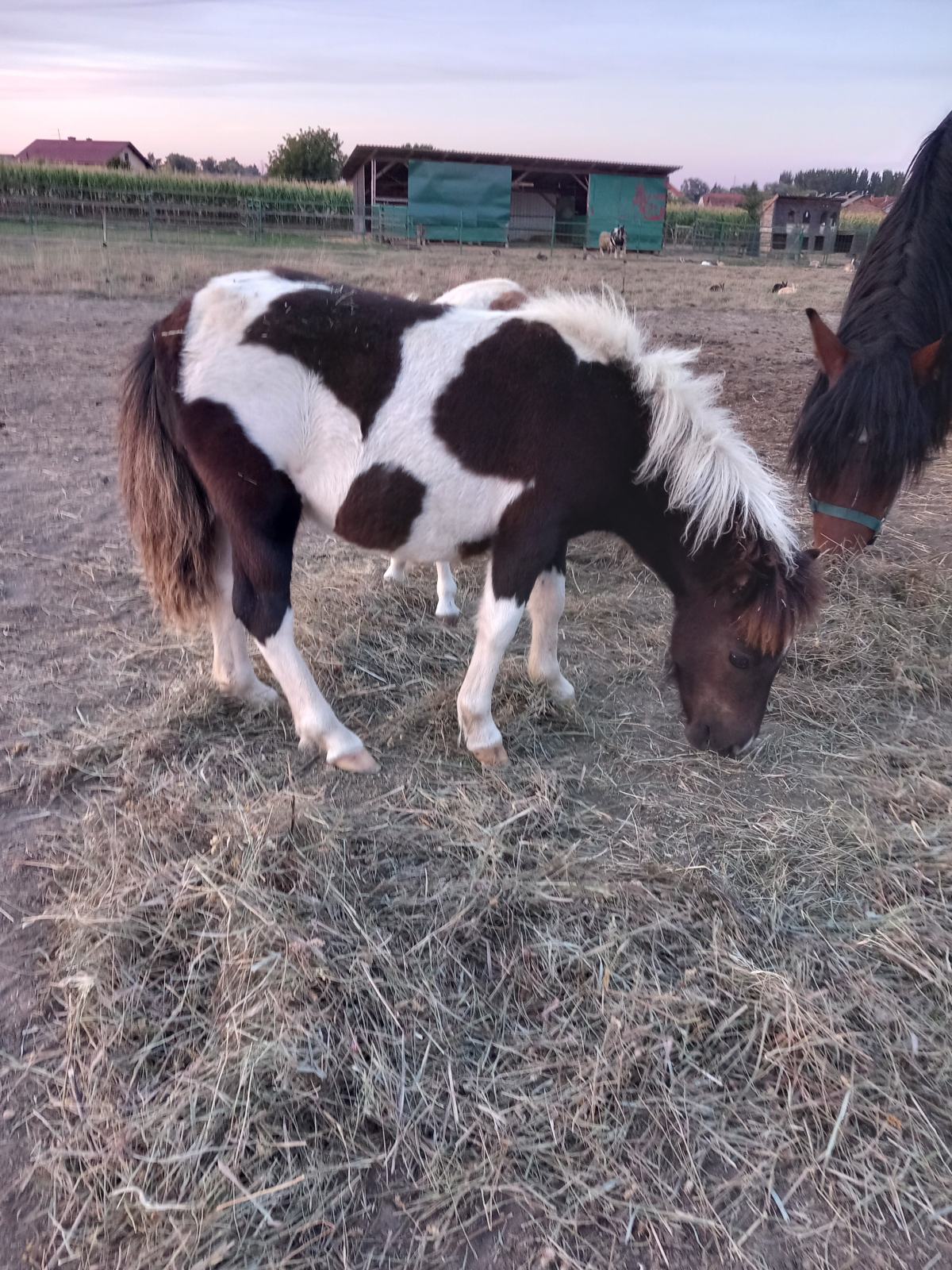Mini shetlandski pony