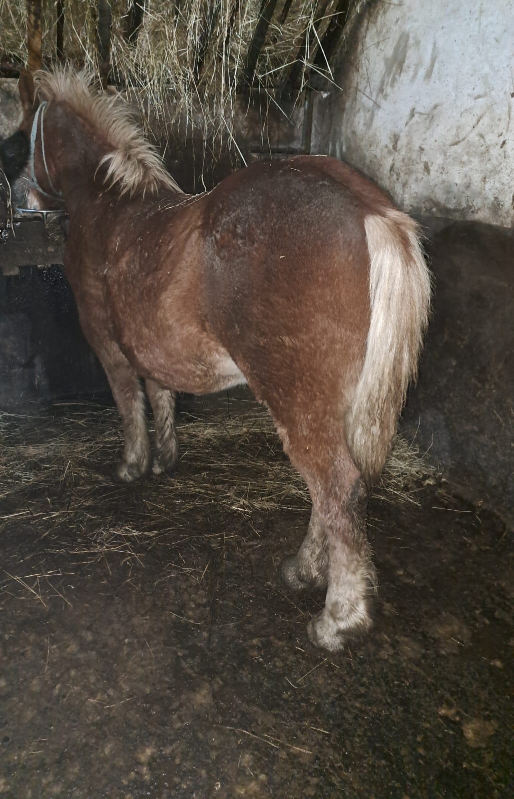 musko ždrijebe hrvatski