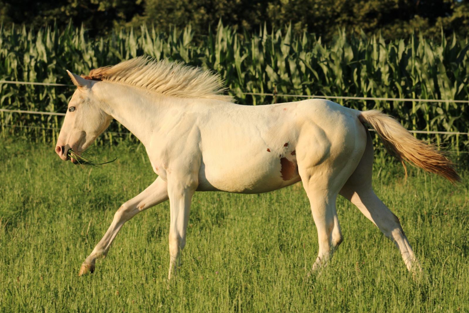 Paint horse mix Dexter