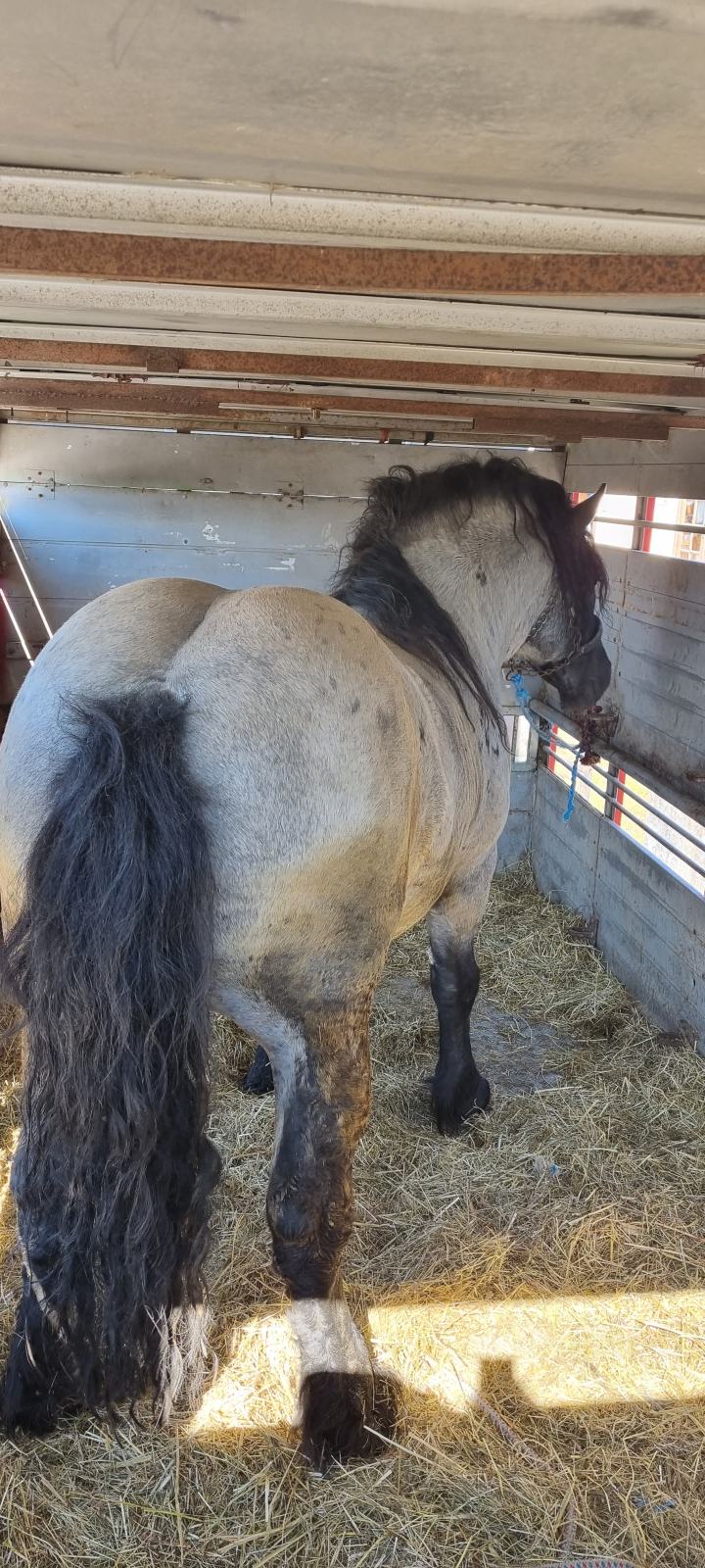 Pastuh hh 7 godina neogranicena licenca