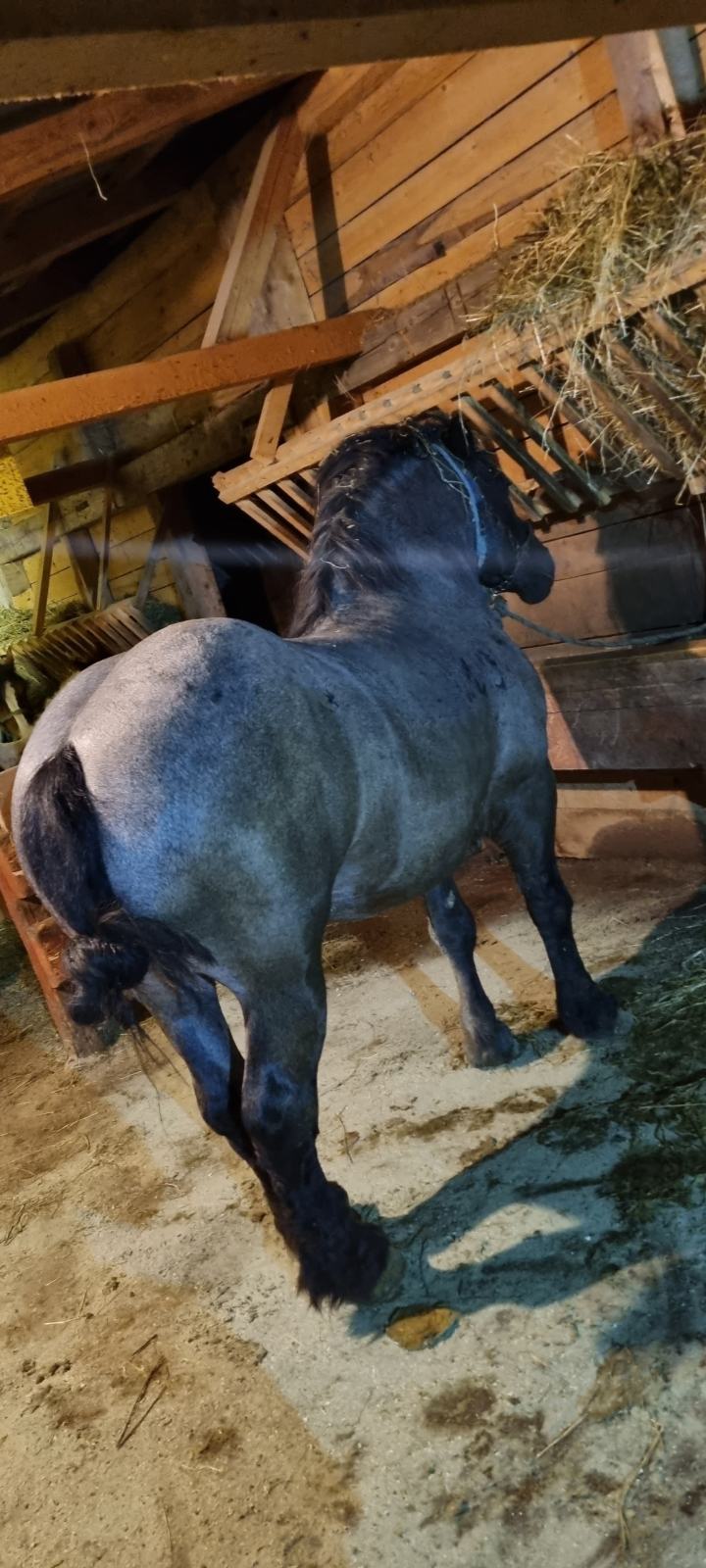 Pastuh hh 7 godina neogranicena licenca