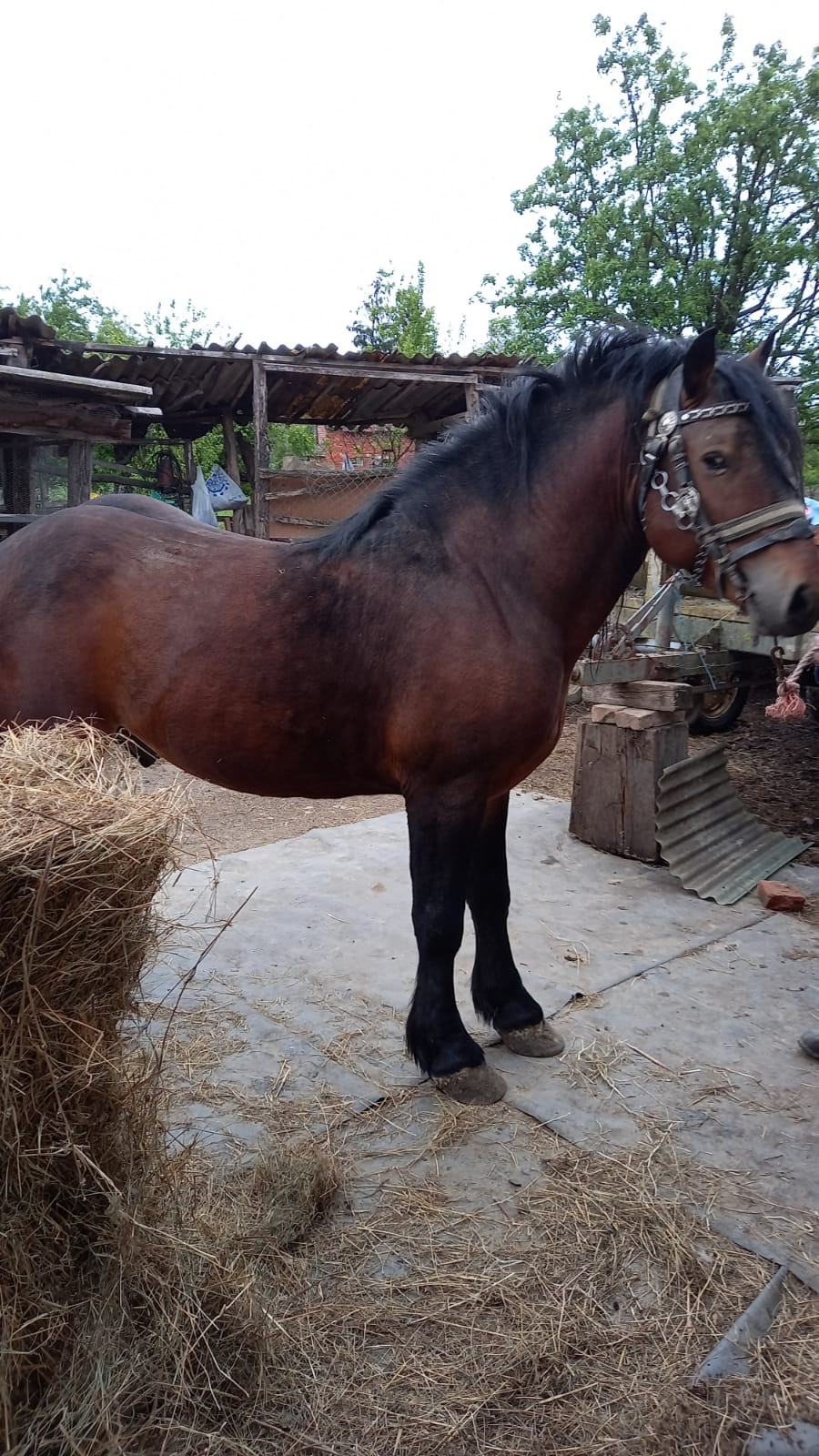 Pastuh Hrvatksi Posavac