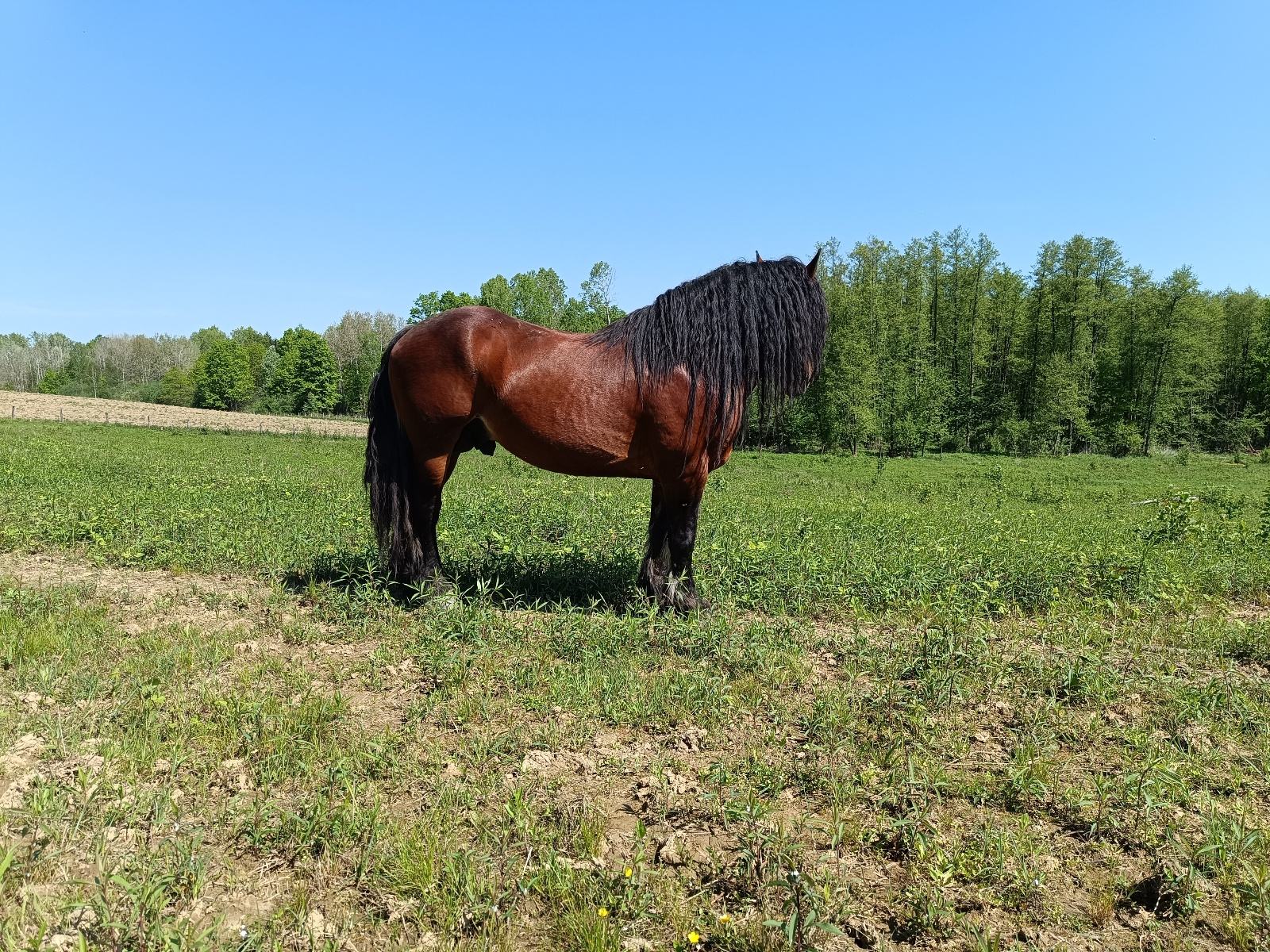 Pastuh Hrvatski Hladnokrvnjak