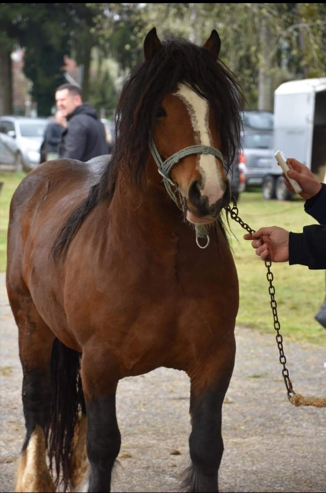 Pastuh hrvatski posavac