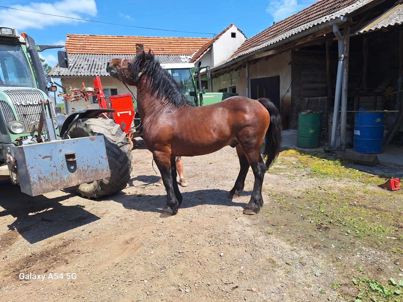 Pastuh Hrvatski posavac