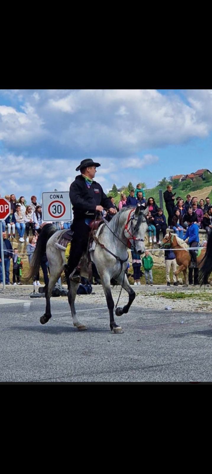 Pastuh punokrvni arap