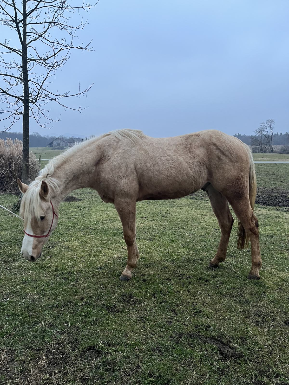 Pastuh quarter horse