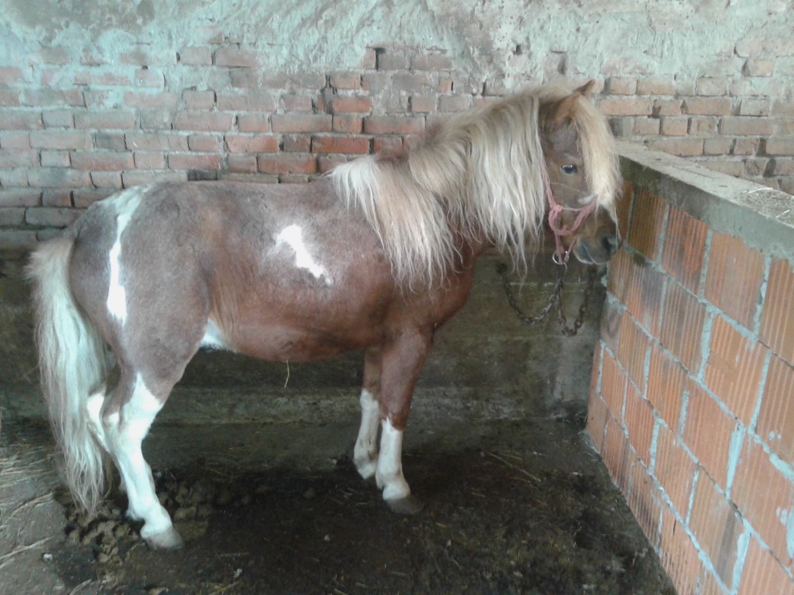 poni konj hitno moze zamjena