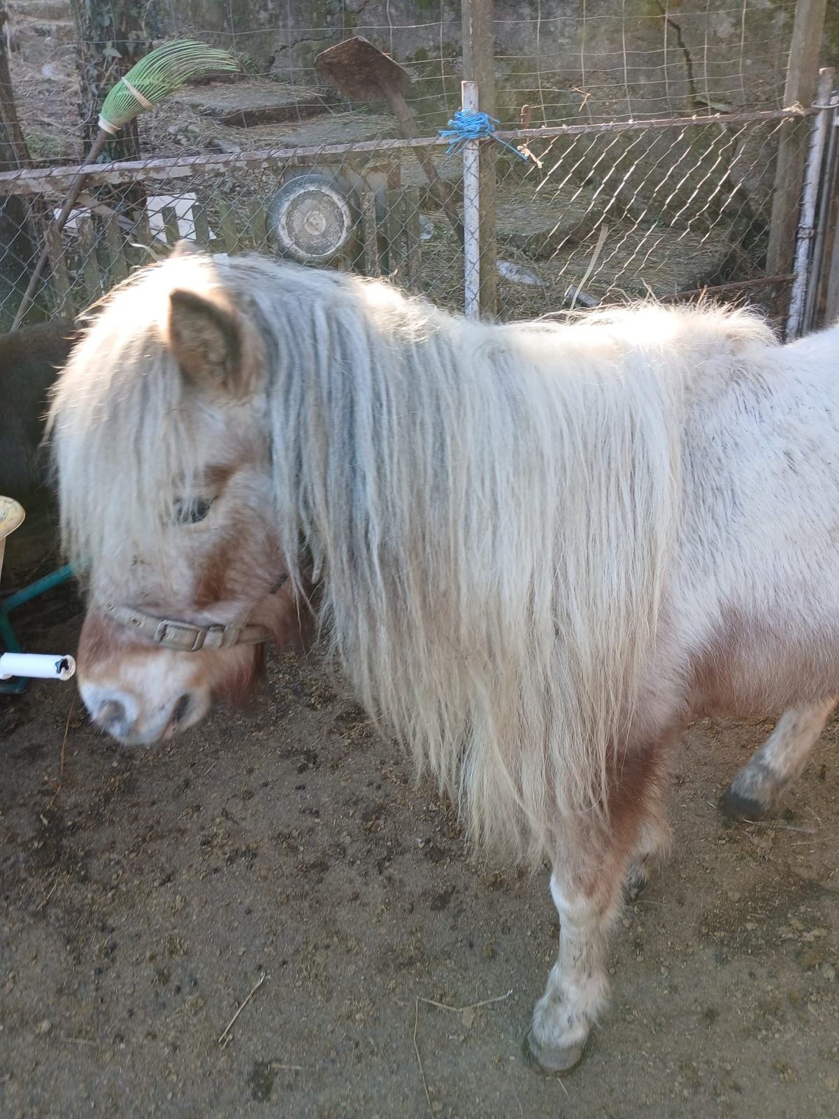 Poniji - pastuh, ždrebna kobila, ždrijebica
