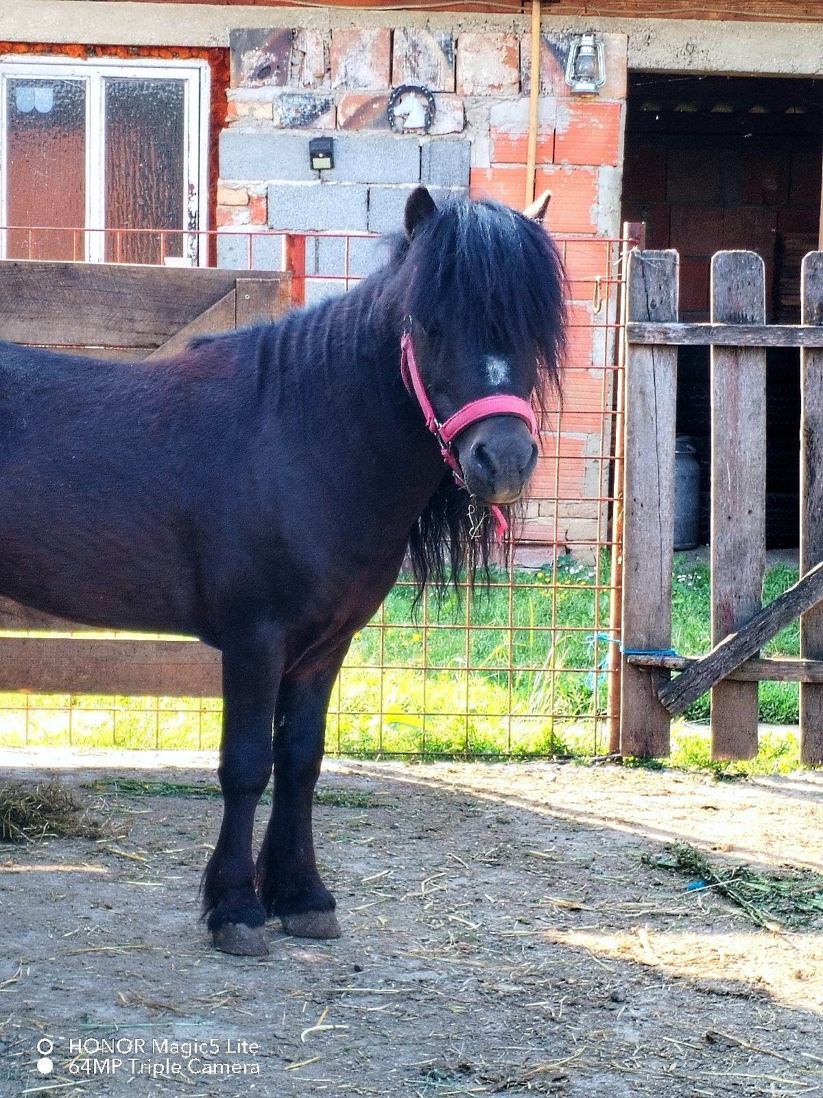 Pony, poni pastuh