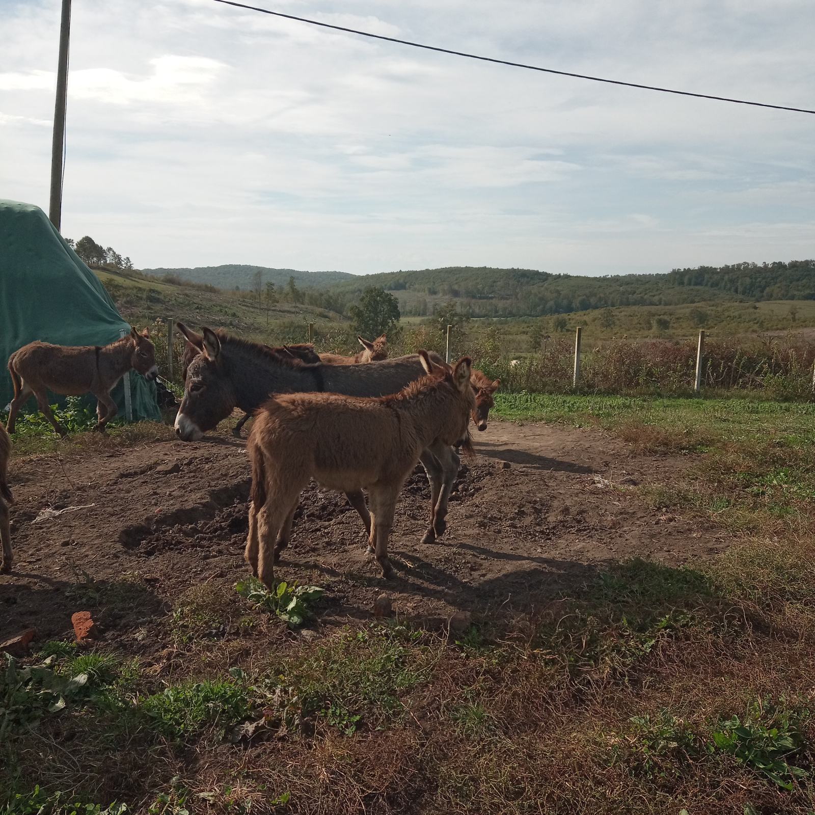 PRIMORSKO-DINARSKI MAGARCI