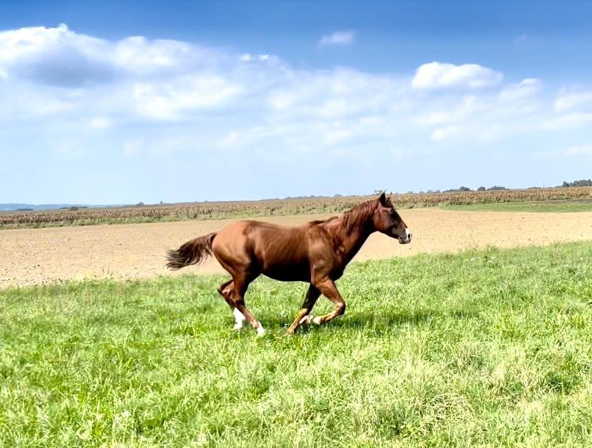 Prodaje se američki quarter - pastuh